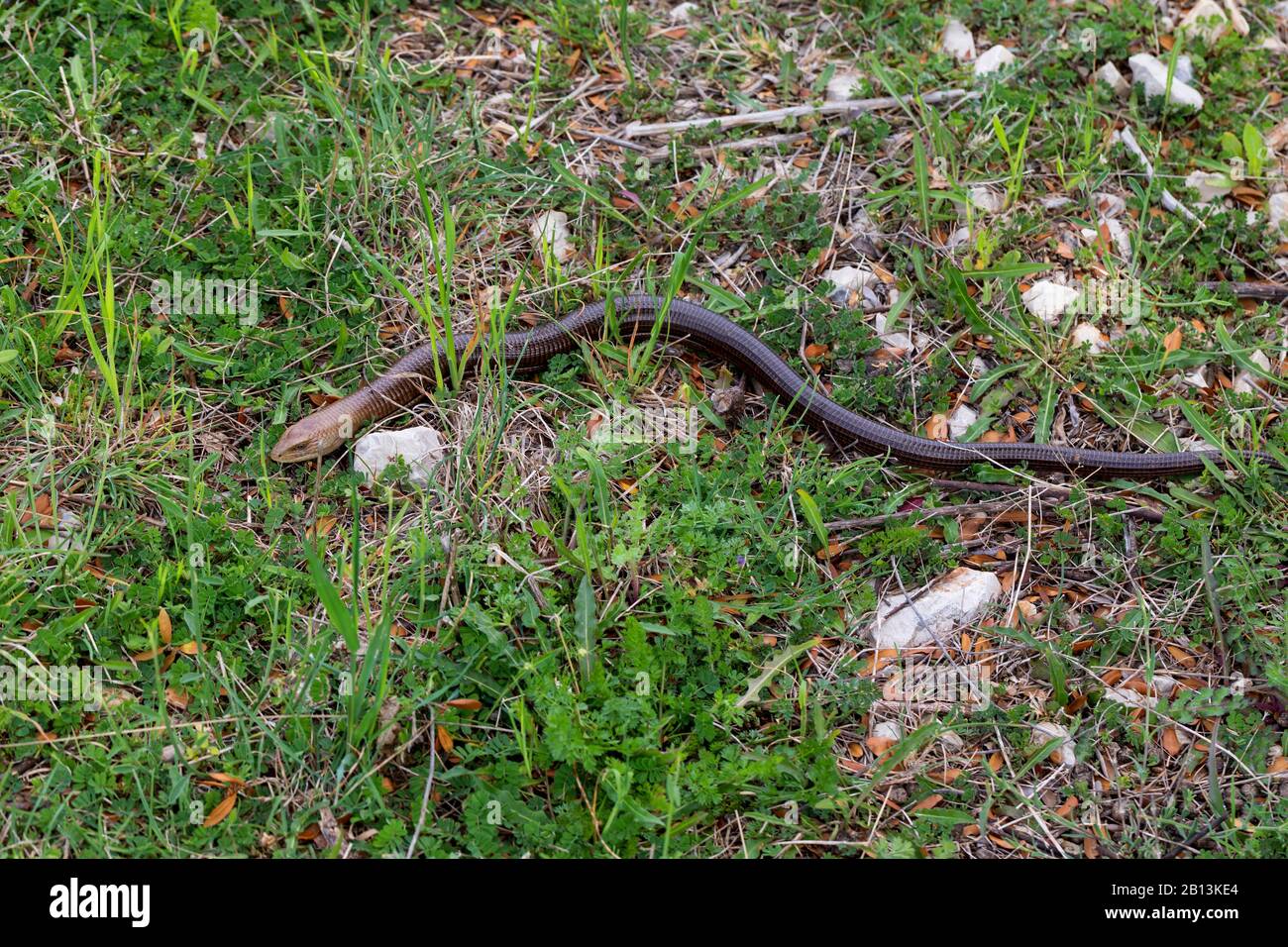 European glass lizard, armored glass lizard (Ophisaurus apodus ...