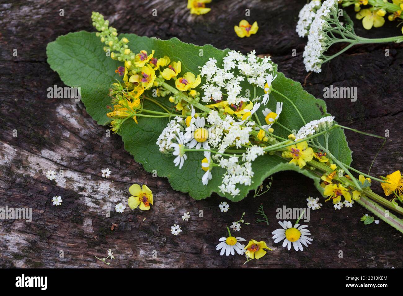 curing plants, Germany Stock Photo - Alamy