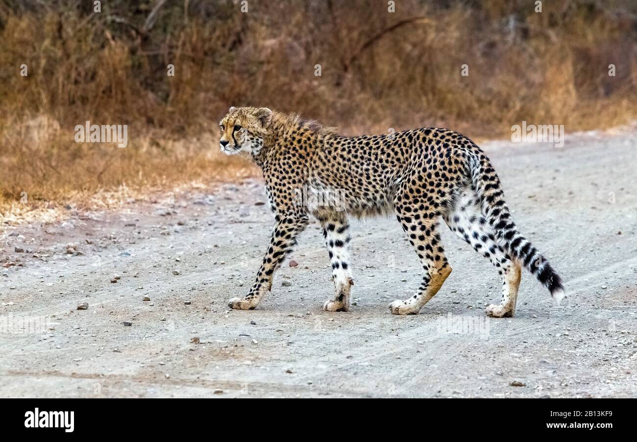 Cheetah walking on road hi-res stock photography and images - Alamy