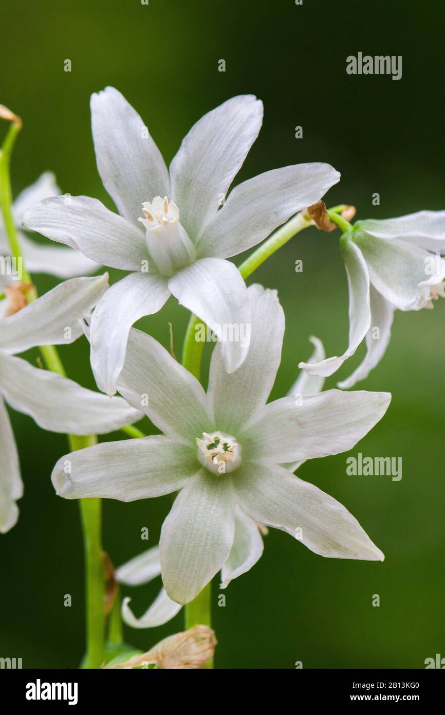 drooping star-of-bethlehem (Ornithogalum nutans), blooming, Netherlands ...