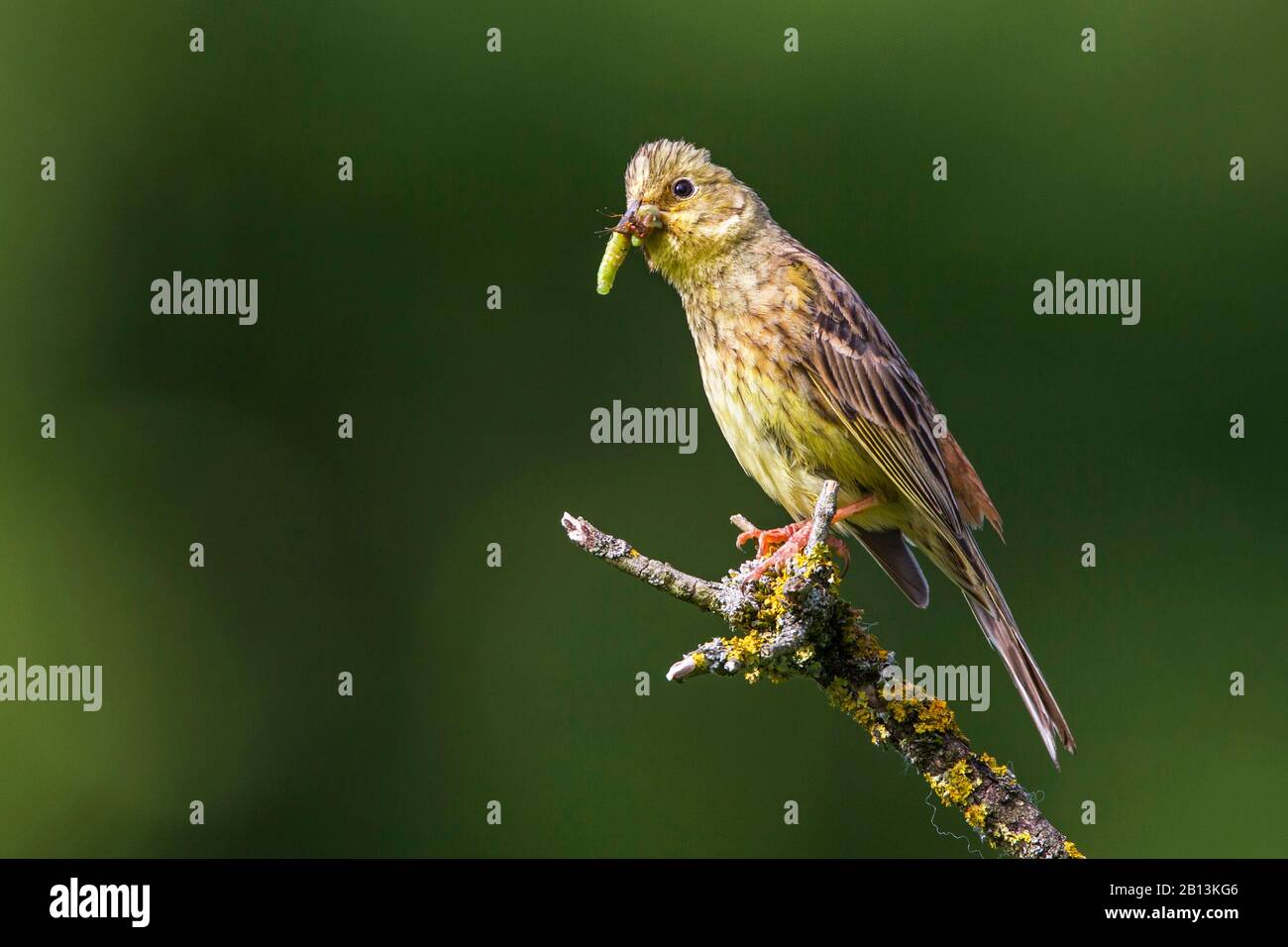 Yellowhammer female hi-res stock photography and images - Alamy
