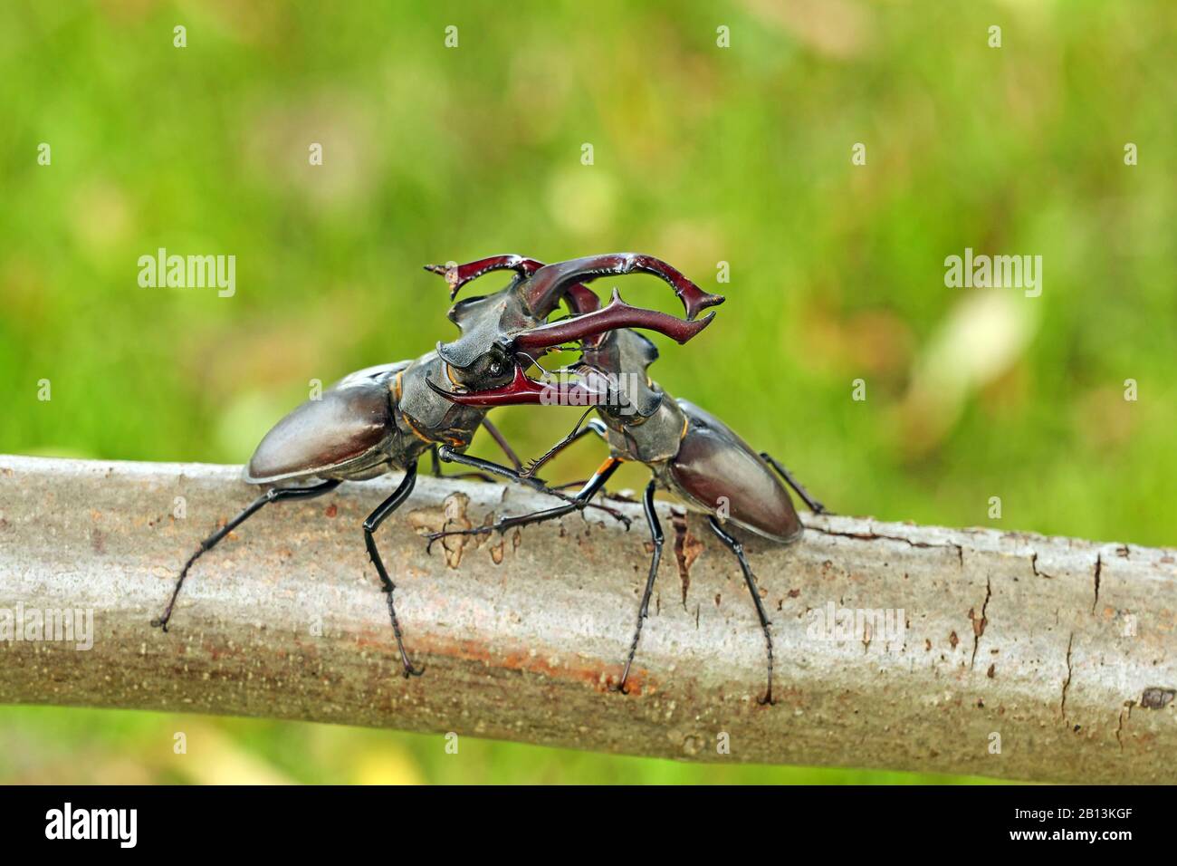 stag beetle, European stag beetle (Lucanus cervus), two fighting males ...