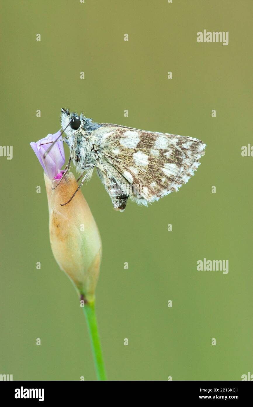 Hungarian skipper hi-res stock photography and images - Alamy