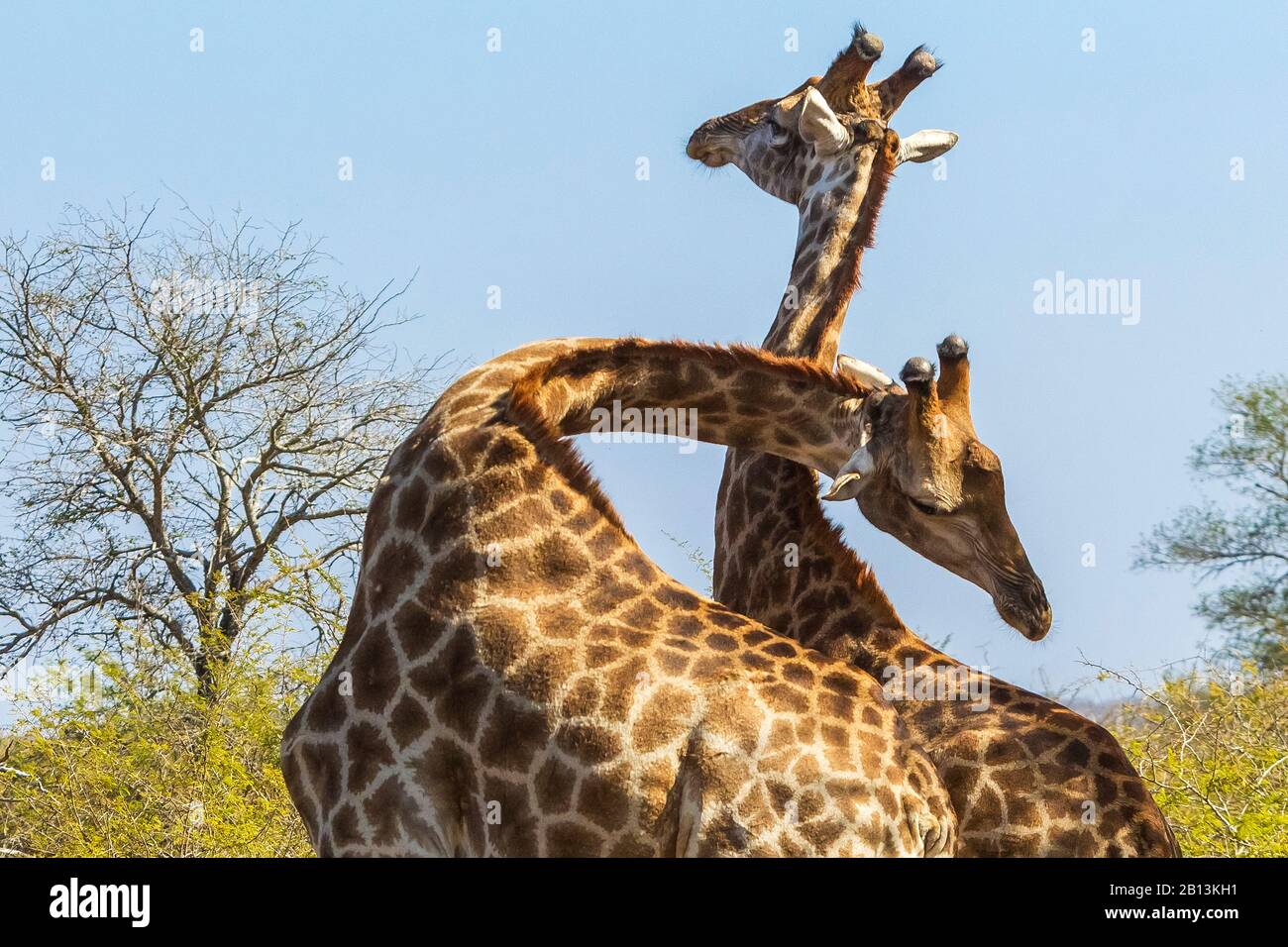 giraffe (Giraffa camelopardalis), Two males South African Giraffe ...