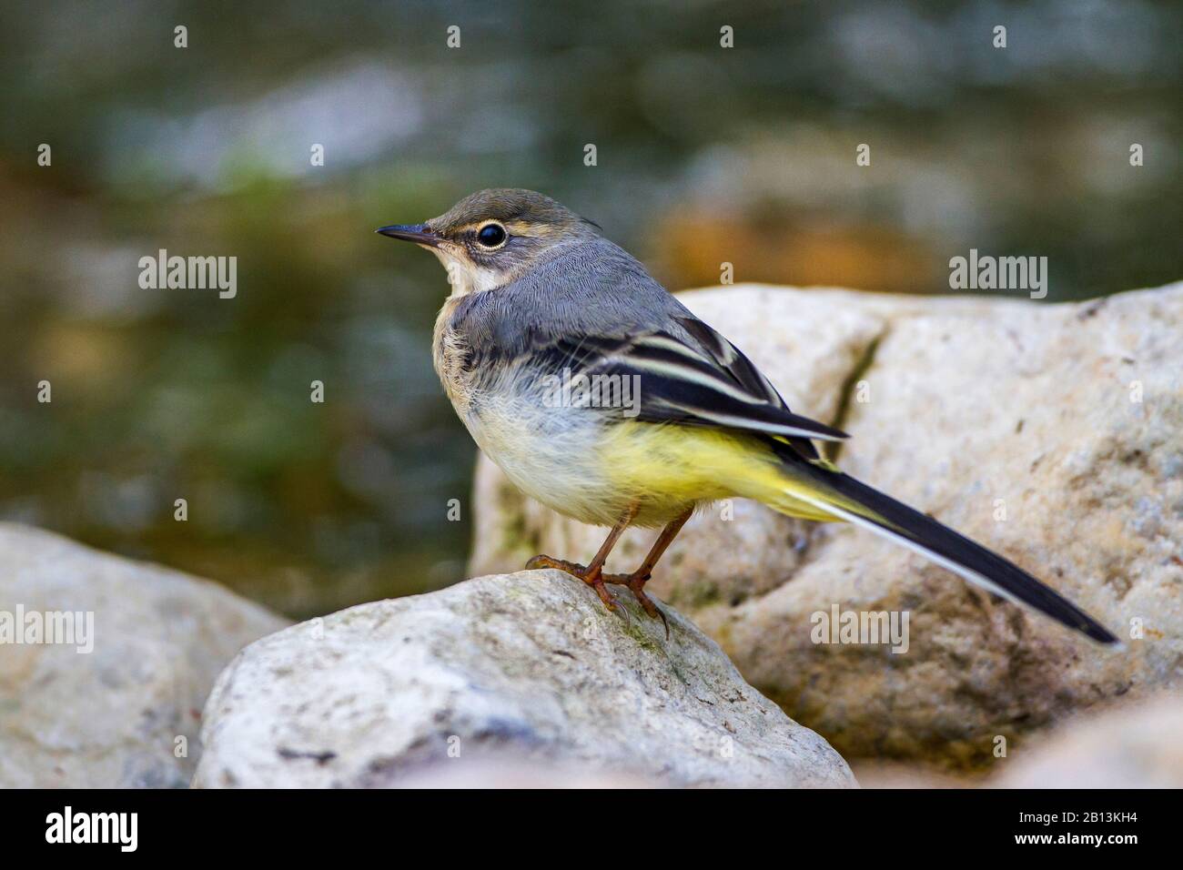 Grey wagtail motacilla cinerea fledglings hi-res stock photography and ...