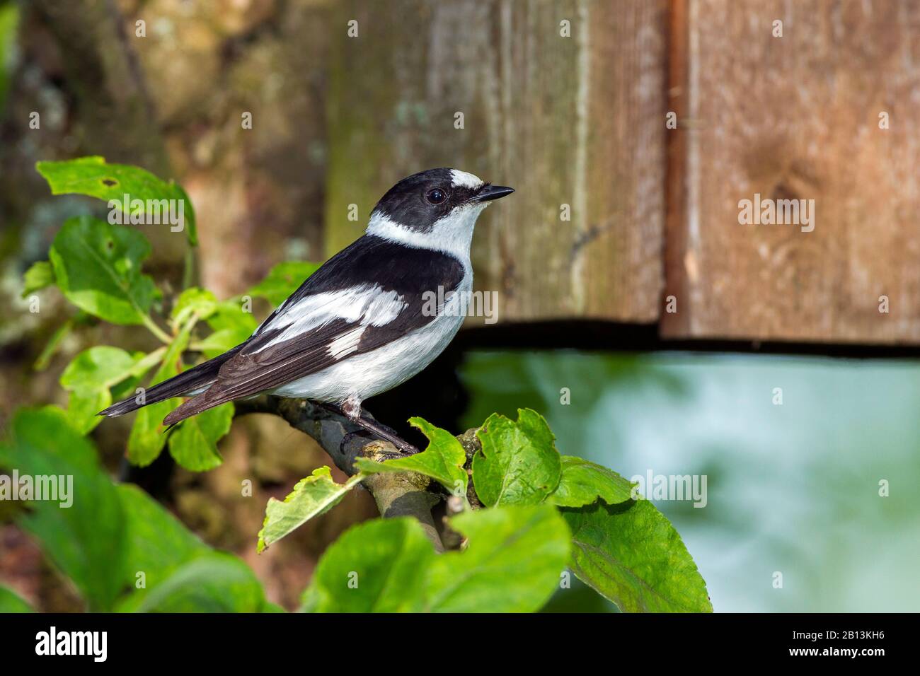collared flycatcher (Ficedula albicollis), male, Germany, Baden ...