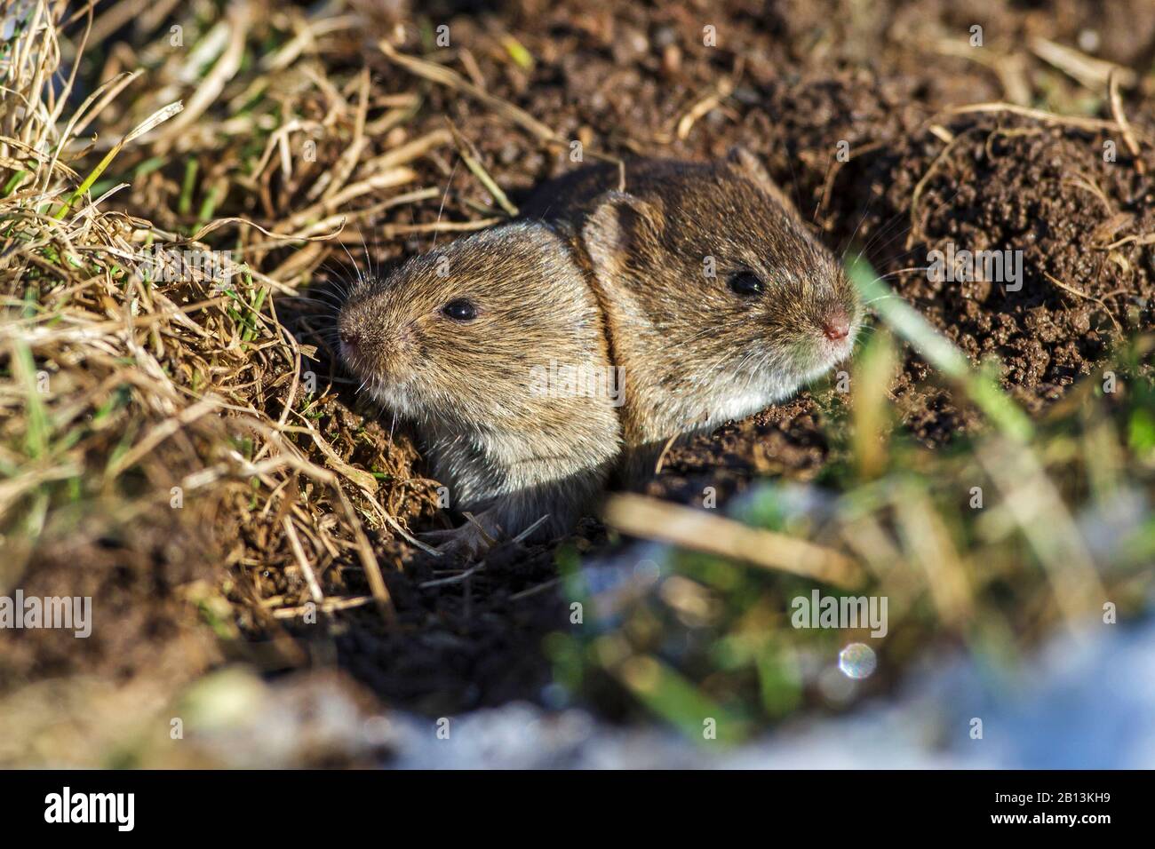 Field mouse burrow hi-res stock photography and images - Alamy
