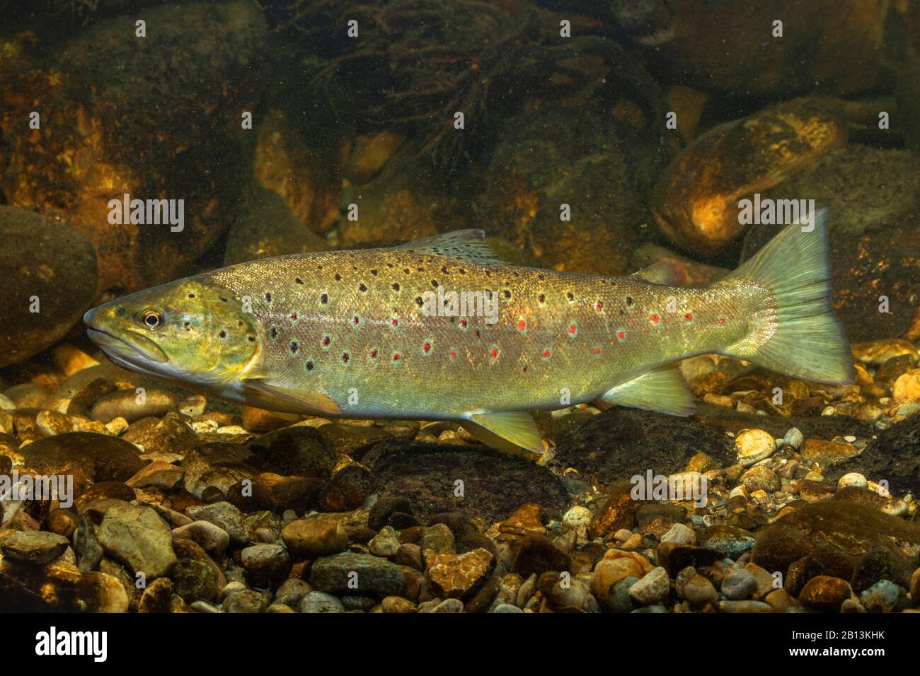 Brook trouts swimming hi-res stock photography and images - Alamy