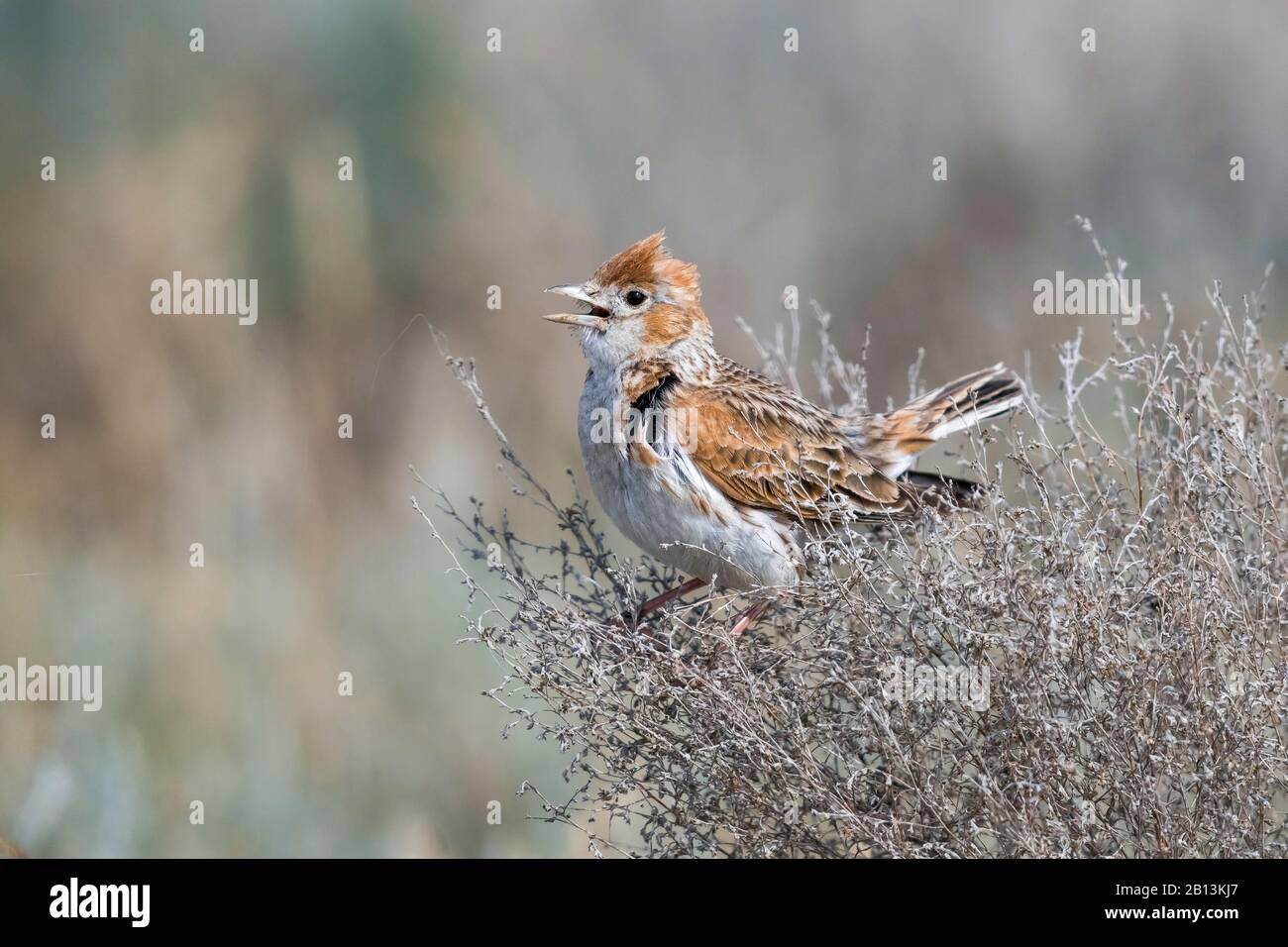 white-winged lark (Alauda leucoptera, Melanocorypha leucoptera ...