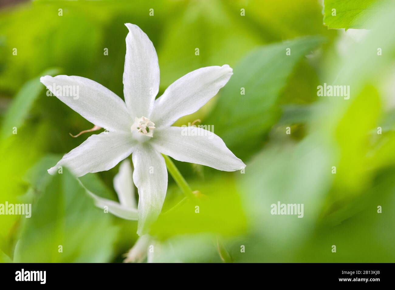 drooping star-of-bethlehem (Ornithogalum nutans), blooming, Netherlands ...