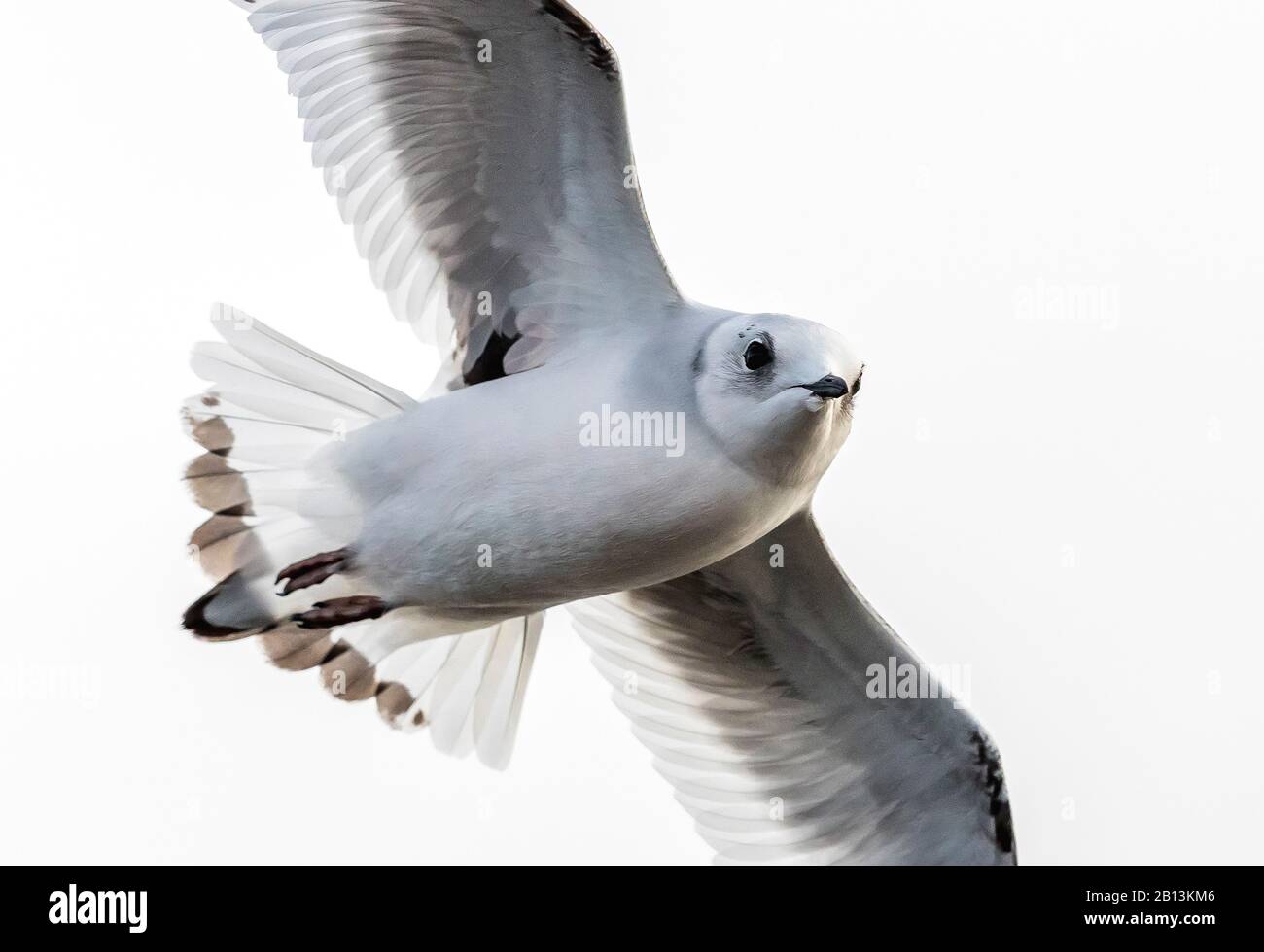 ross's gull (Rhodostethia rosea), in flight, Netherlands Stock Photo ...