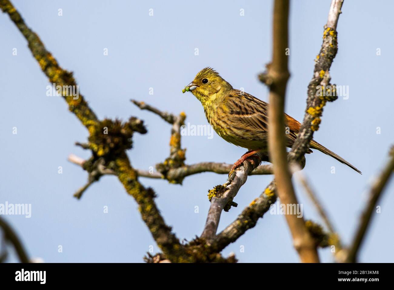 Yellowhammer female hi-res stock photography and images - Alamy