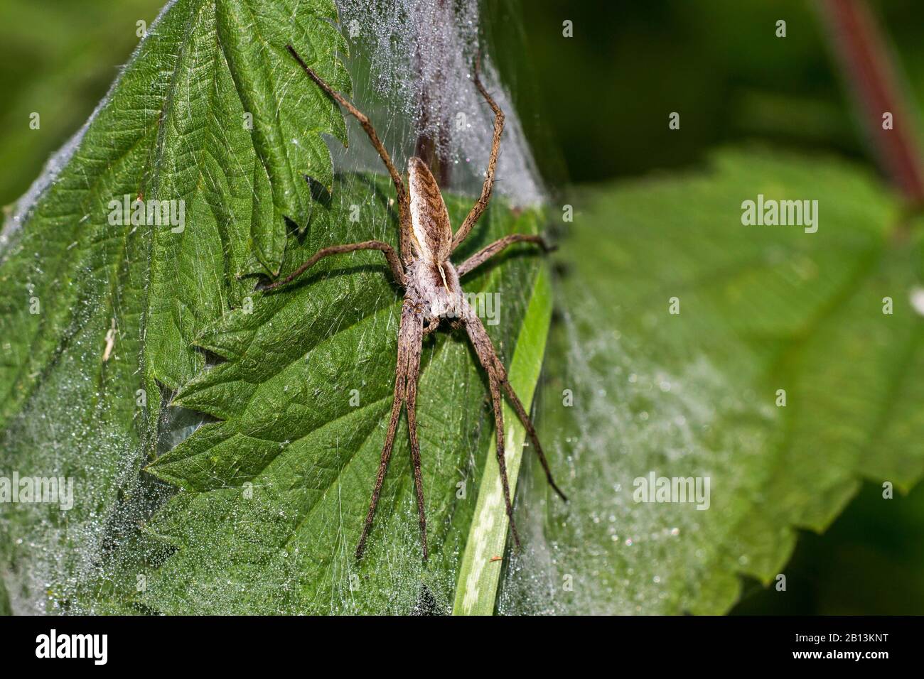 Spiders nests in leaves hi-res stock photography and images - Alamy