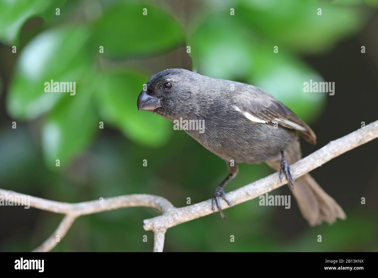 cuban bullfinch (Melopyrrha nigra), female on a branch, Cuba, Cayo Coco ...