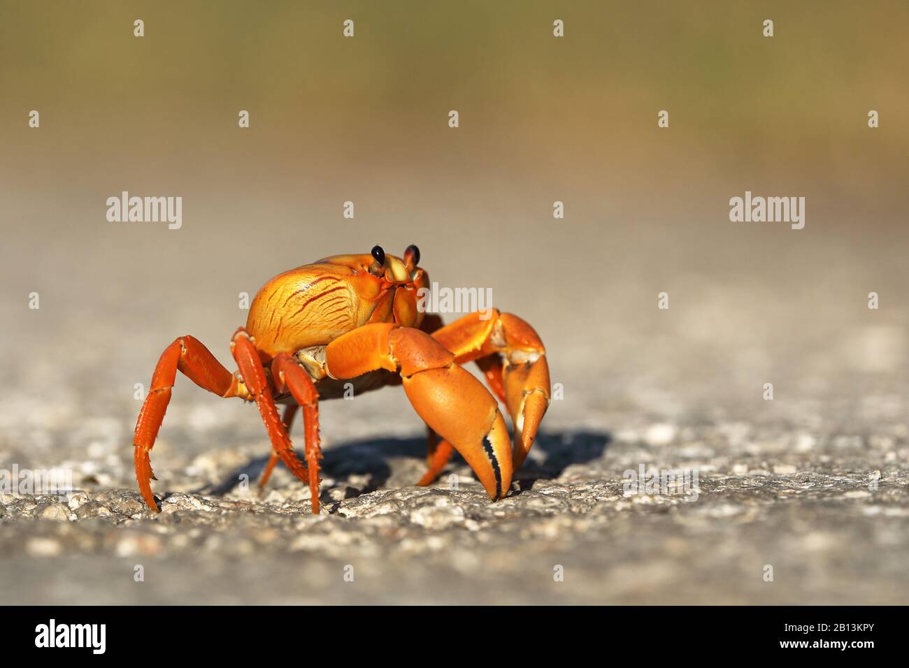 purple land crab, black land crab, red land crab, zombie crab ...