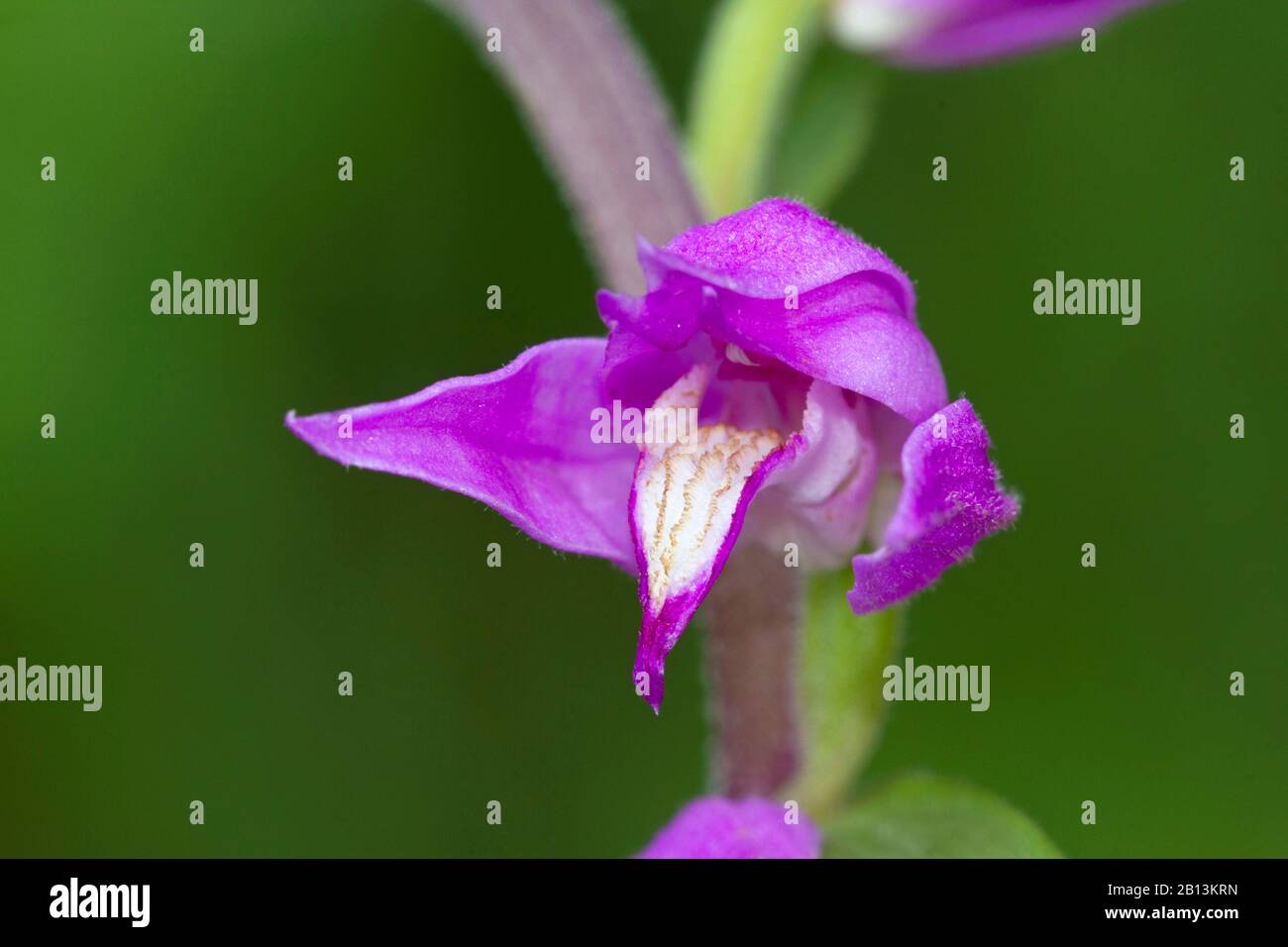 Red helleborine (Cephalanthera rubra), flower, Germany, Baden ...