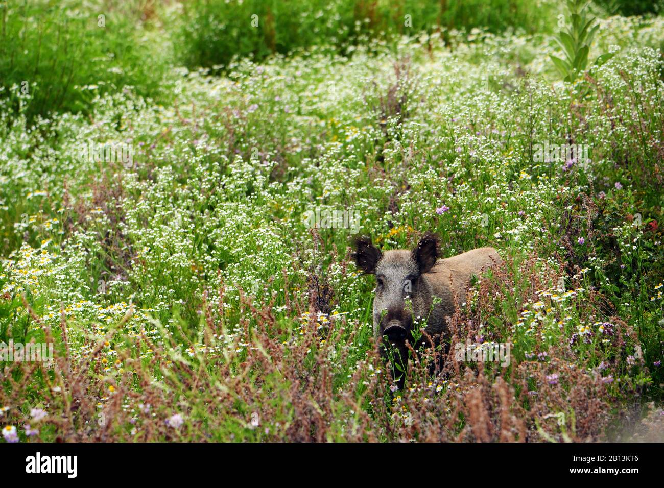 wild boar, pig, wild boar (Sus scrofa), on deer and wildlife food plot ...