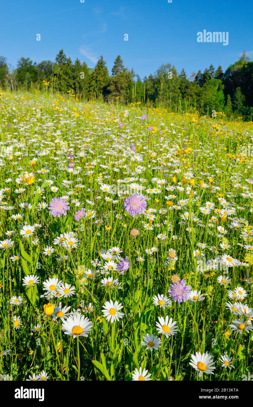 oxeye daisy, ox-eye daisy, white-weed, white daisy, dog daisy ...