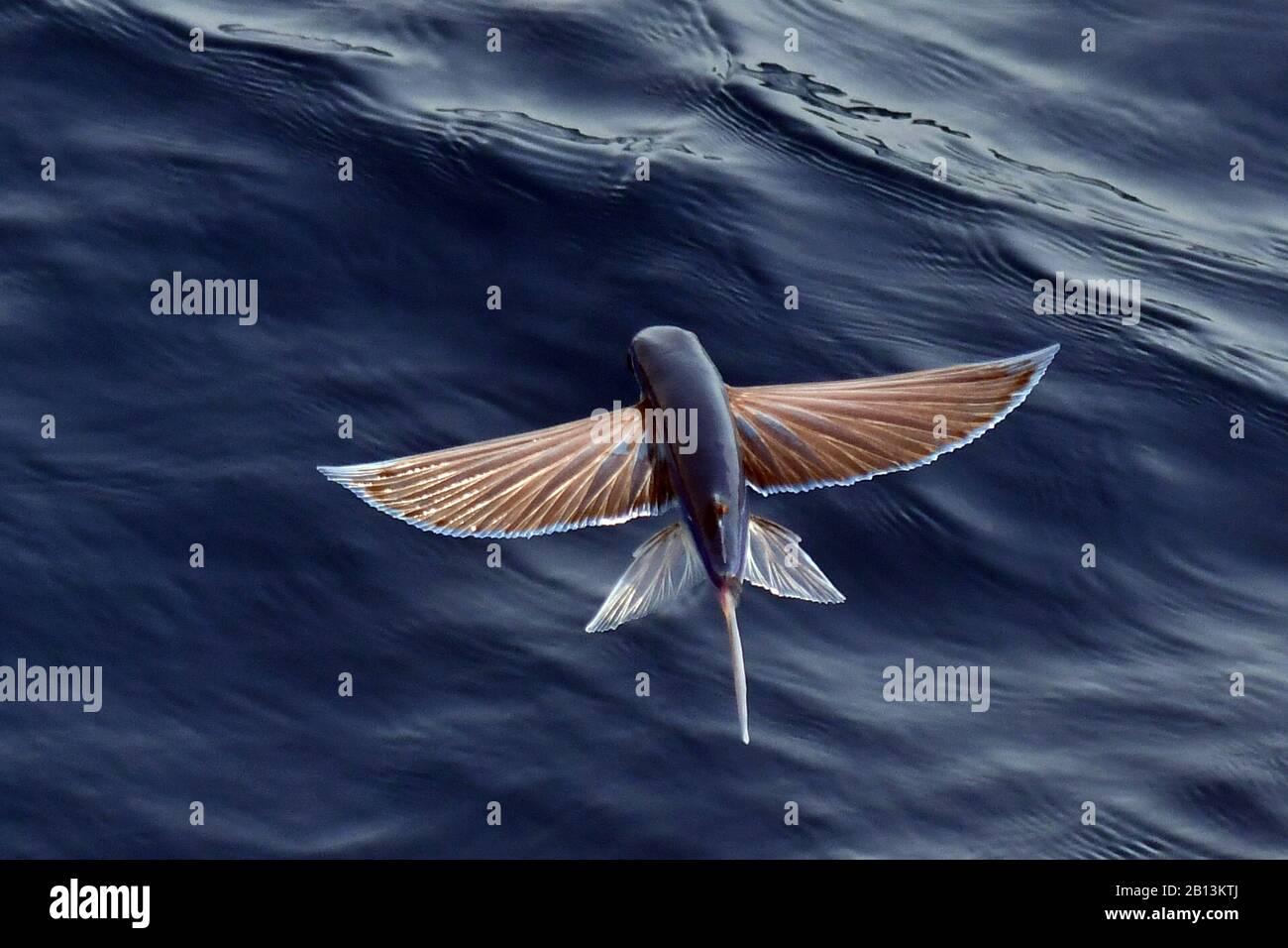 Flying fish species taking off from the ocean surface, Atlantic Ocean ...