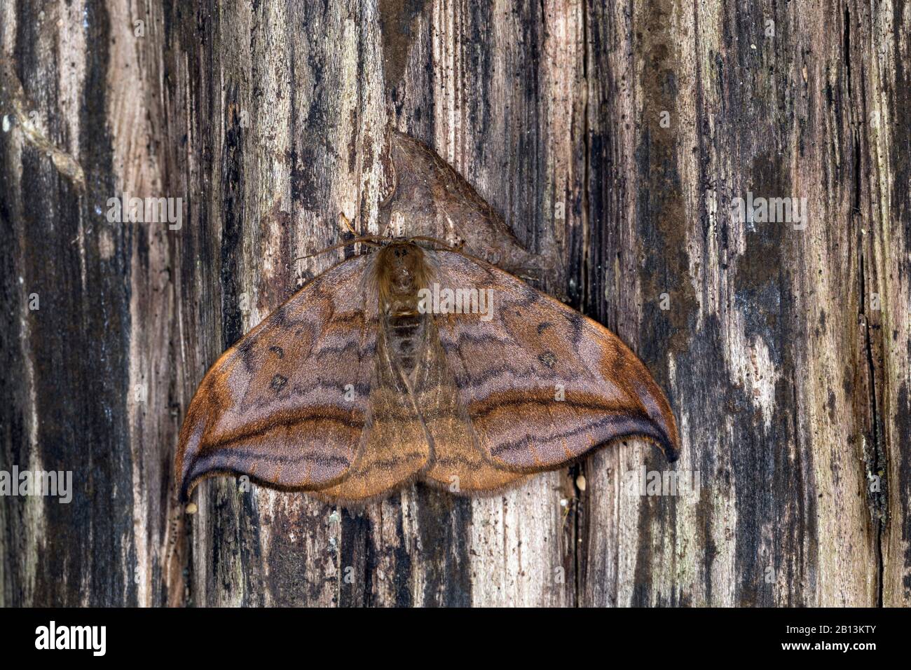 pebble hook-tip, Dusky Hook-tip (Drepana curvatula, Drepana acuta ...