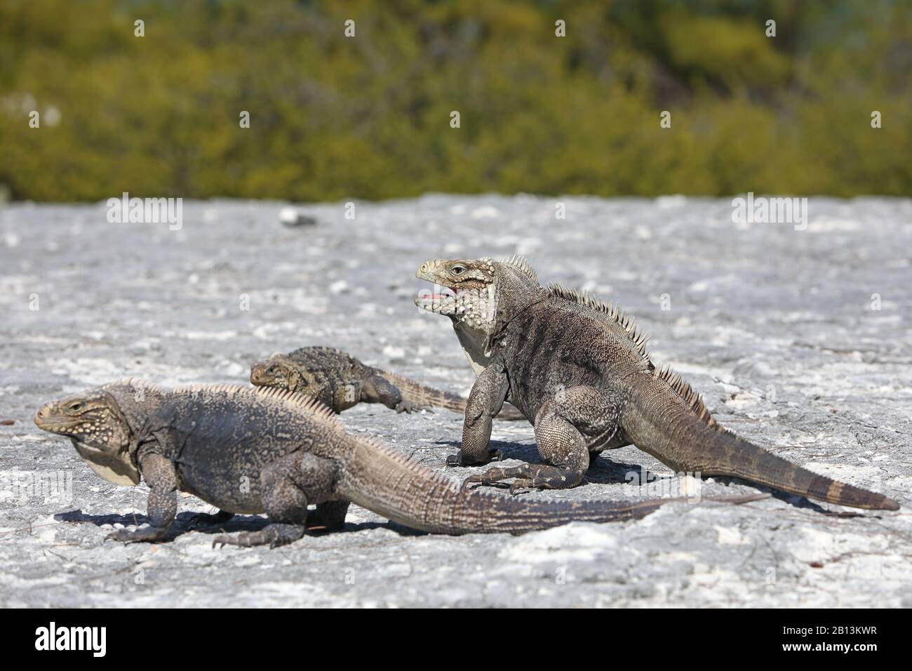 Cayman Islands ground iguana, Cuban ground iguana (Cyclura nubila ...