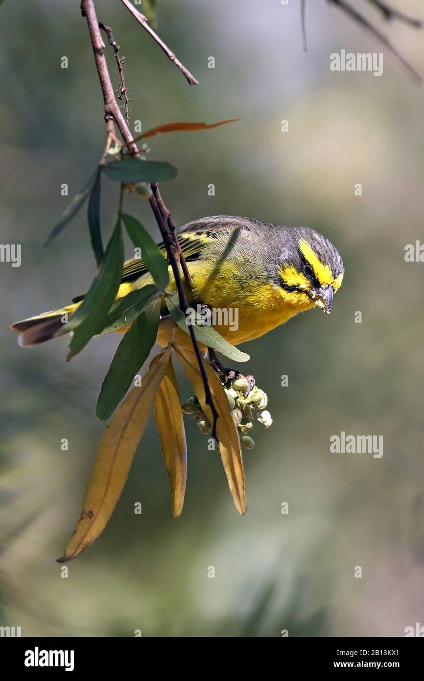 Yellow fronted canary serinus mozambicus hi-res stock photography and ...