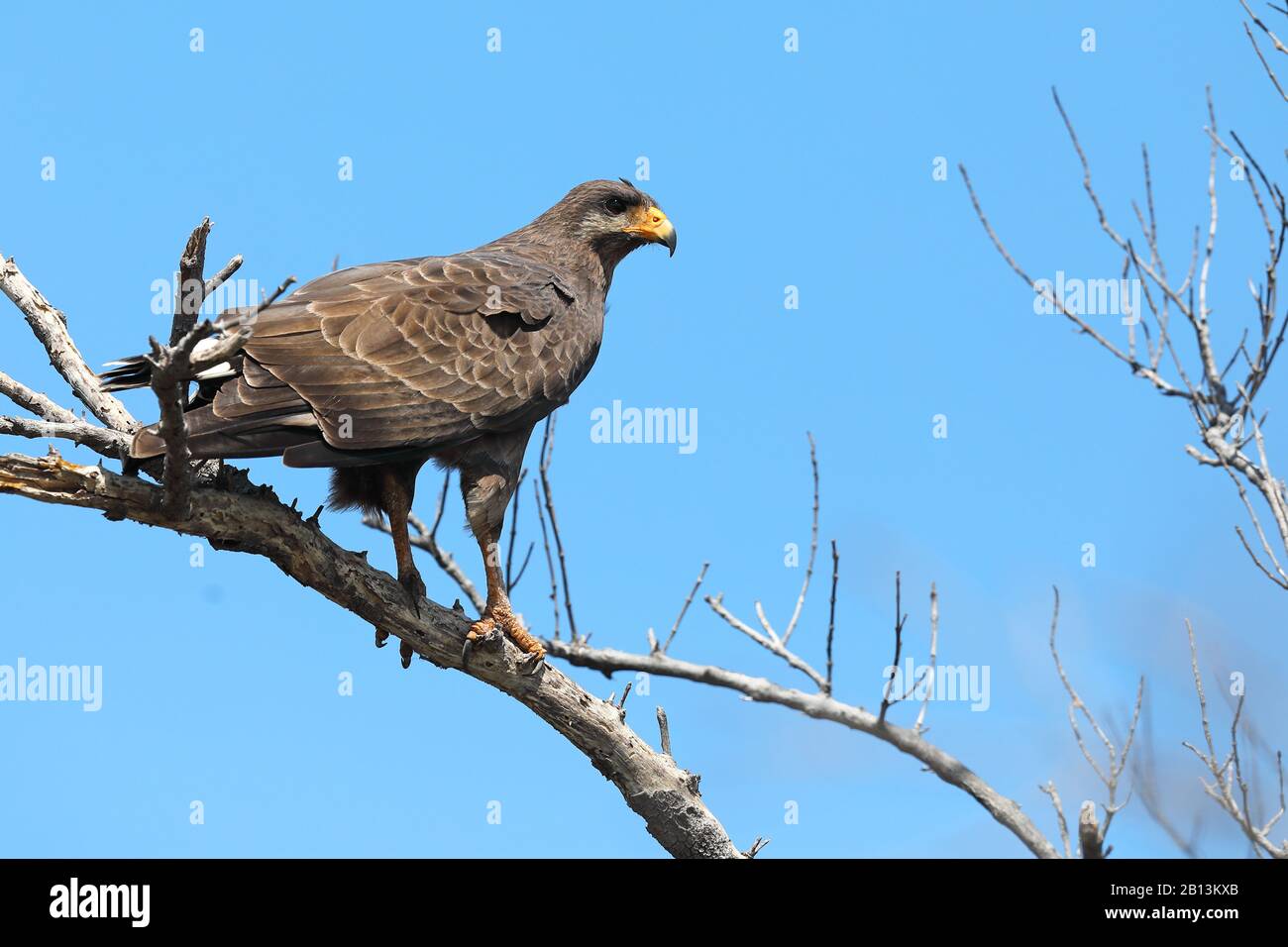 Common black hawk (Buteogallus anthracinus), sits on a branch, Cuba ...