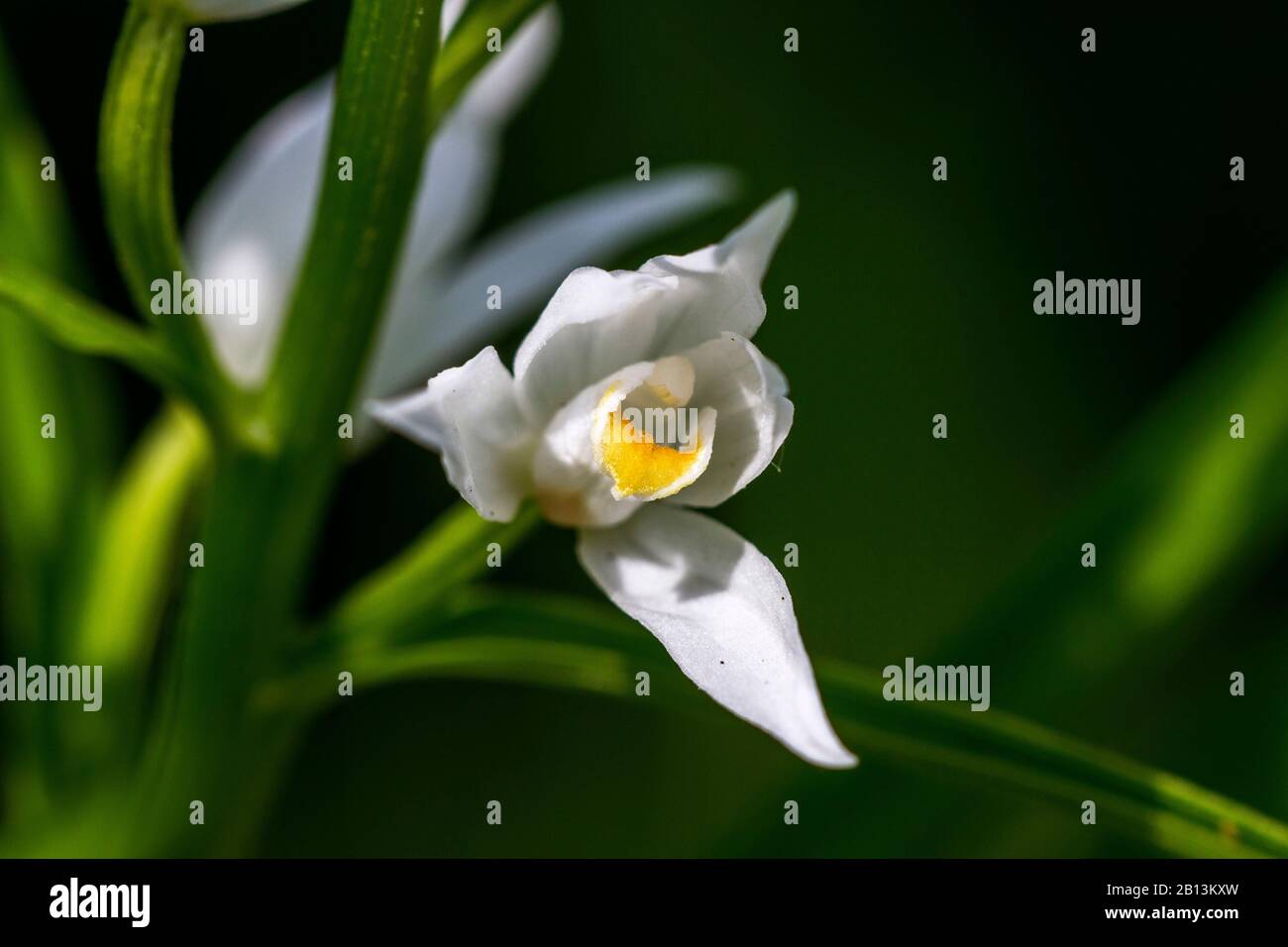Narrow Leaved Helleborines High Resolution Stock Photography and Images ...