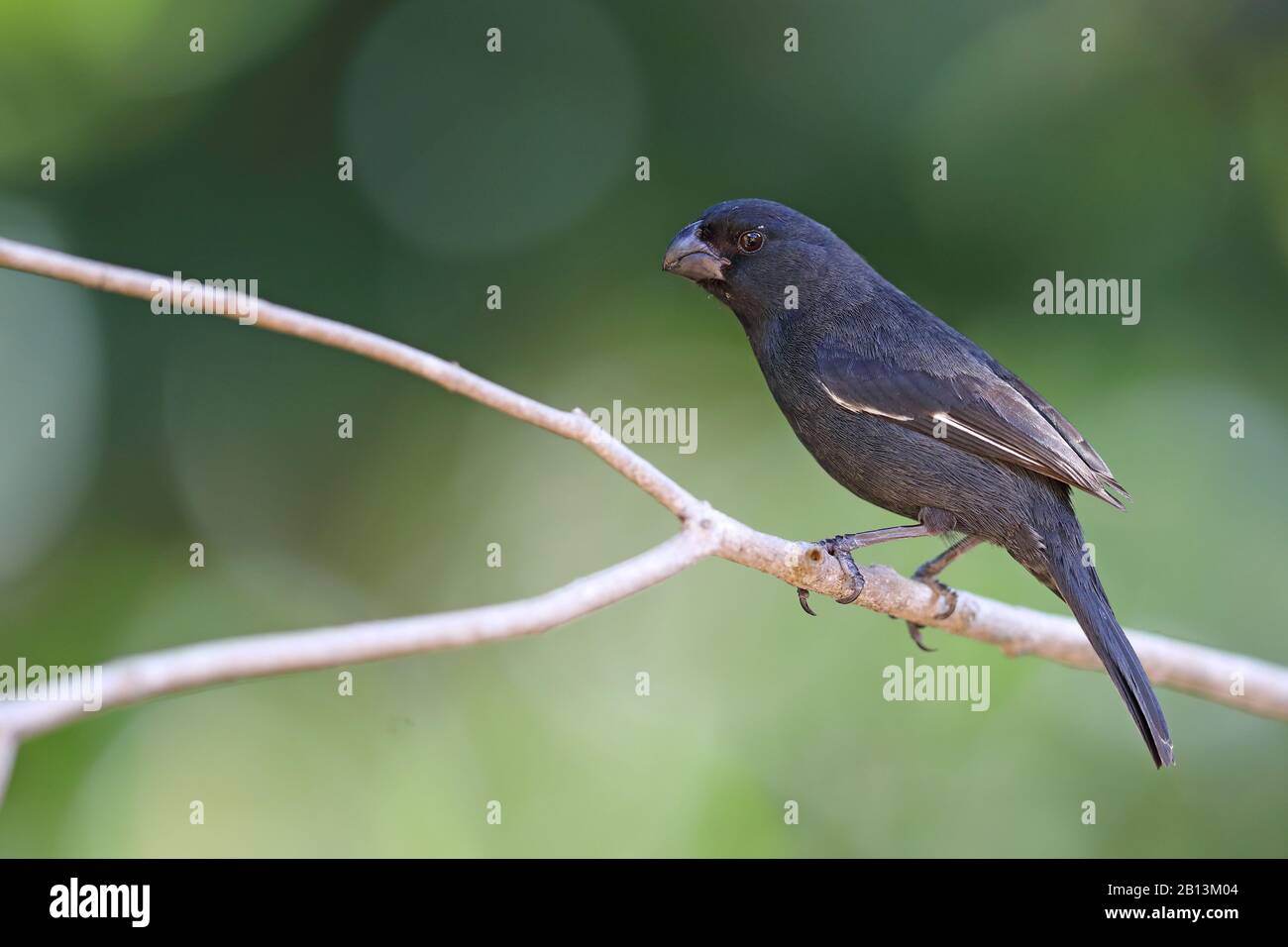 Cuban finches hi-res stock photography and images - Alamy