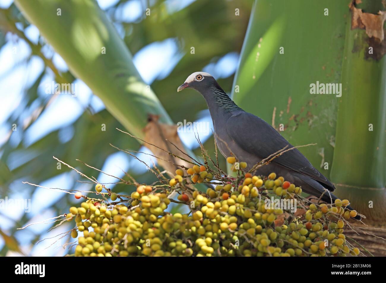 white-crowned pigeon (Patagioenas leucocephala), on a palm, Cuba, Las ...