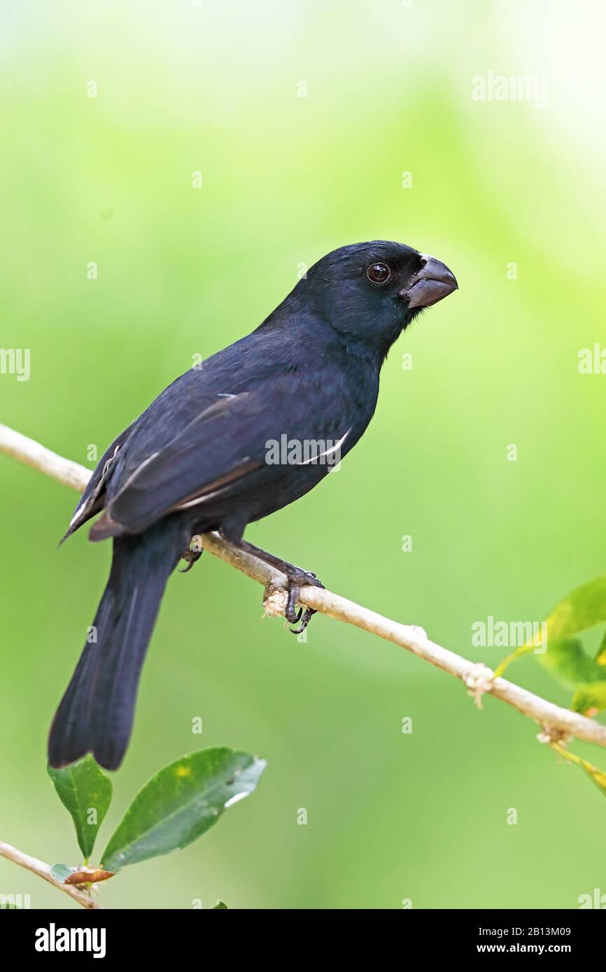 Male bullfinch fauna hi-res stock photography and images - Alamy