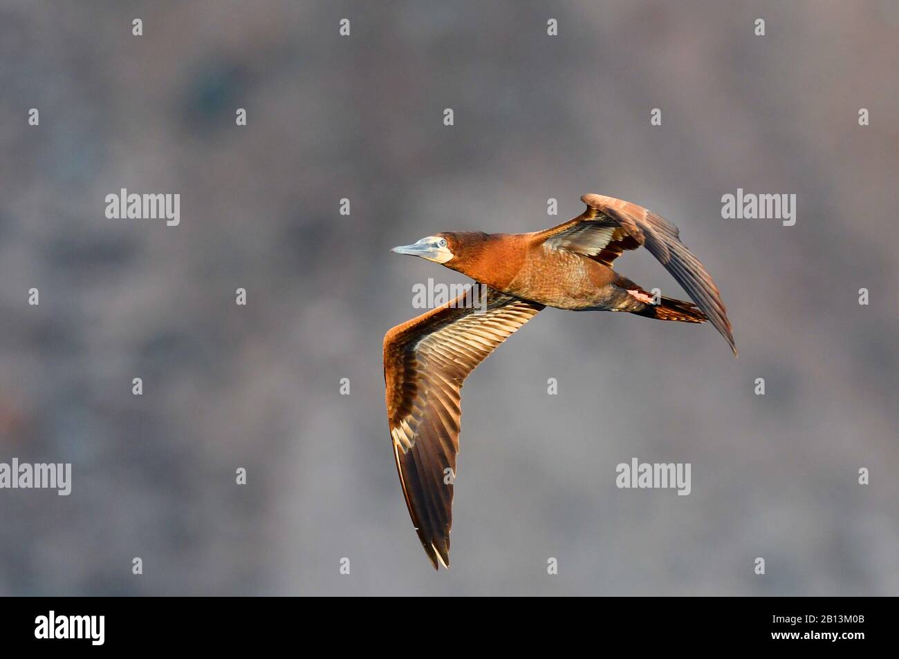brown booby (Sula leucogaster), immature in flight, Africa Stock Photo ...