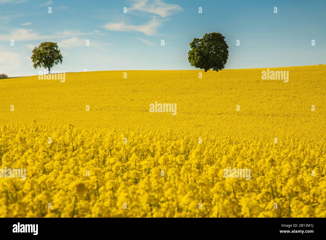 rape, turnip (Brassica napus), blooming rapefield to the horizon ...