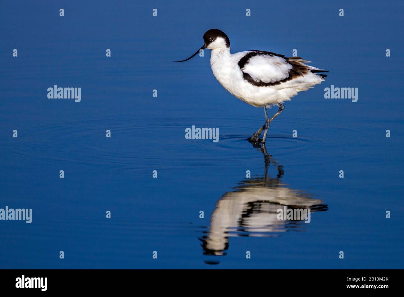 Avocet birds in water hi-res stock photography and images - Alamy