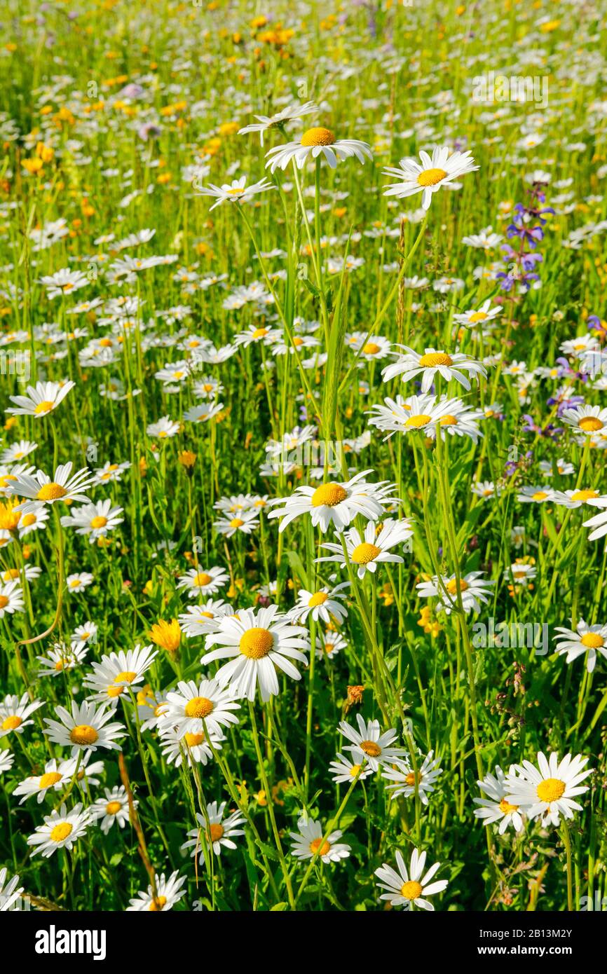 oxeye daisy, ox-eye daisy, white-weed, white daisy, dog daisy ...