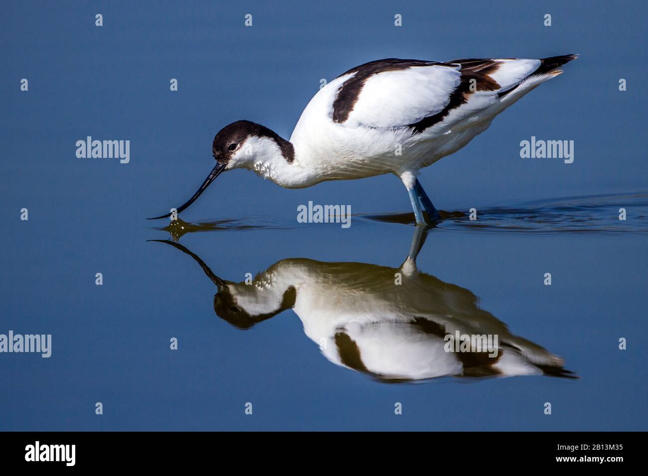 pied avocet (Recurvirostra avosetta), in water with reflection ...