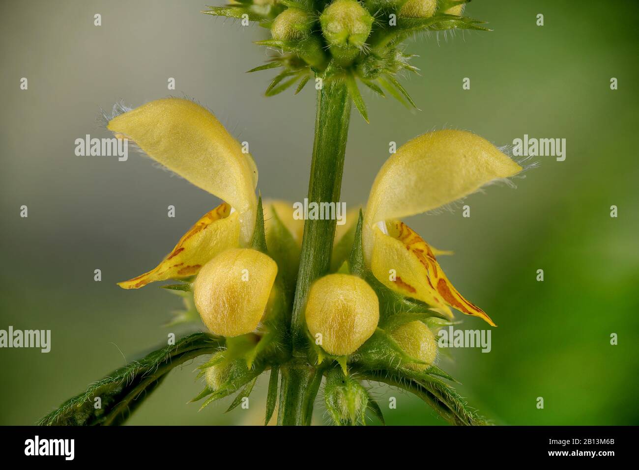 Yellow dead-nettle, Yellow Archangel, artillery plant, aluminium plant ...