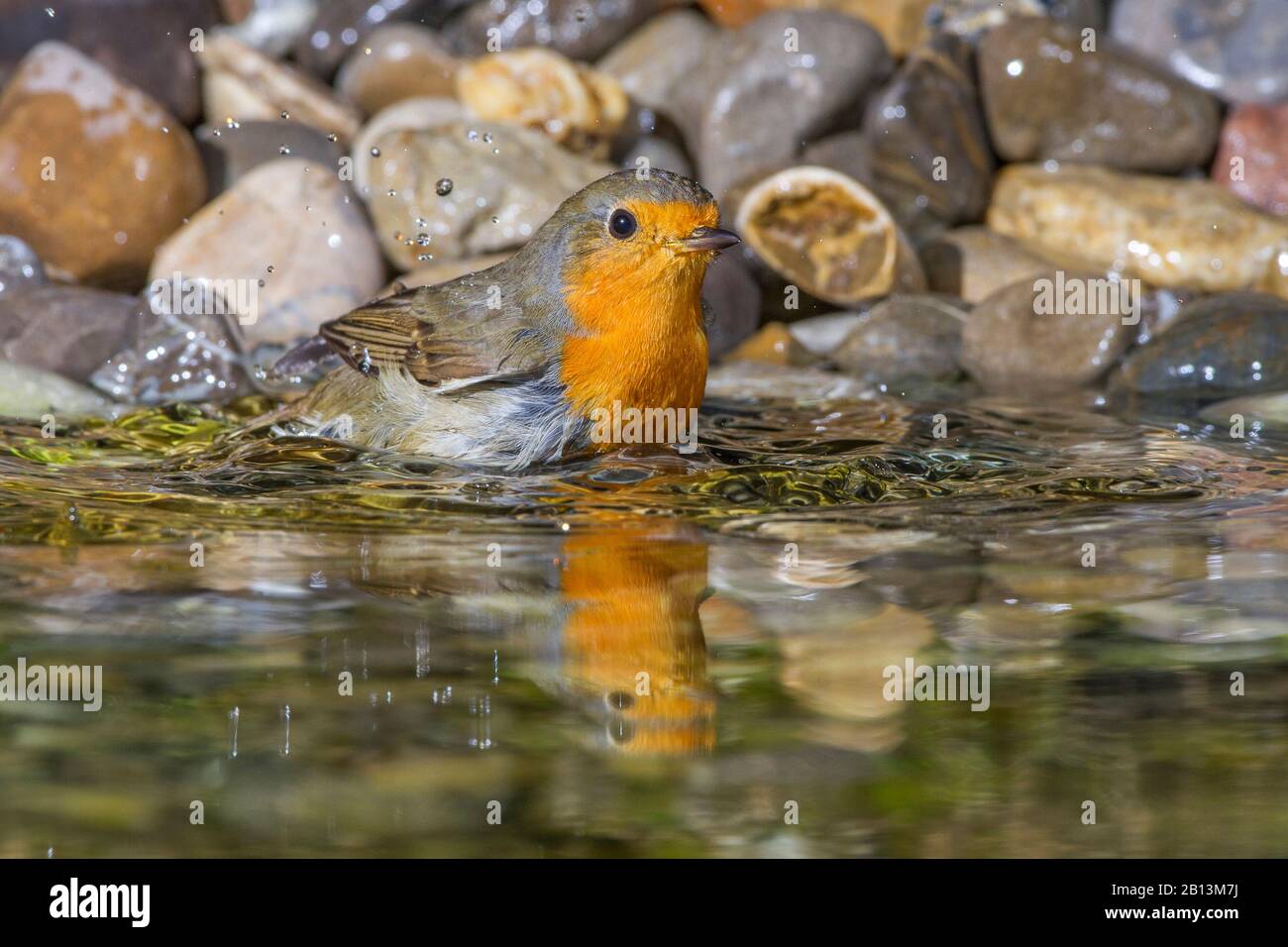 European robin (Erithacus rubecula), bathing, Germany, Baden ...
