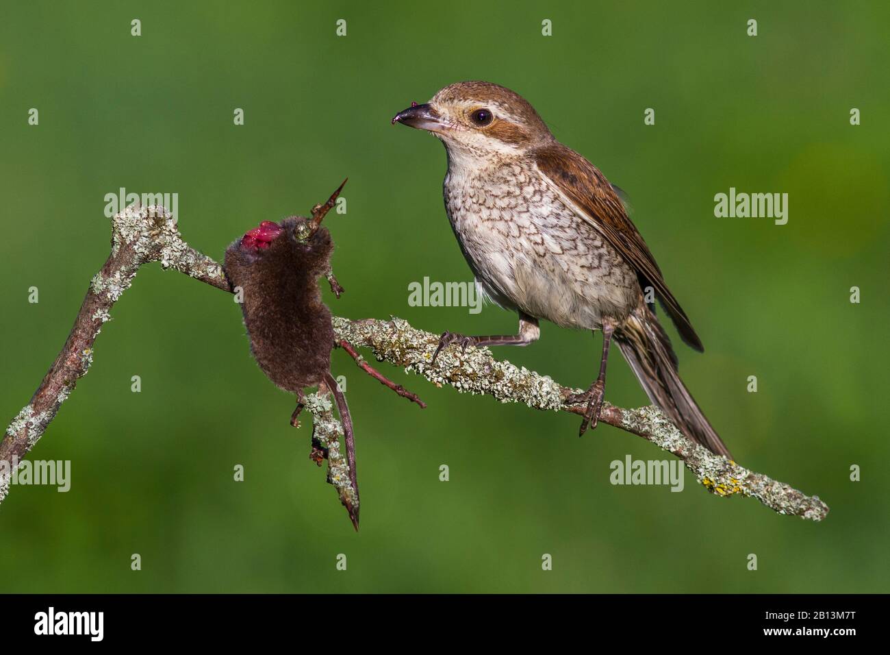 red-backed shrike (Lanius collurio), female with caught shrew, Germany ...