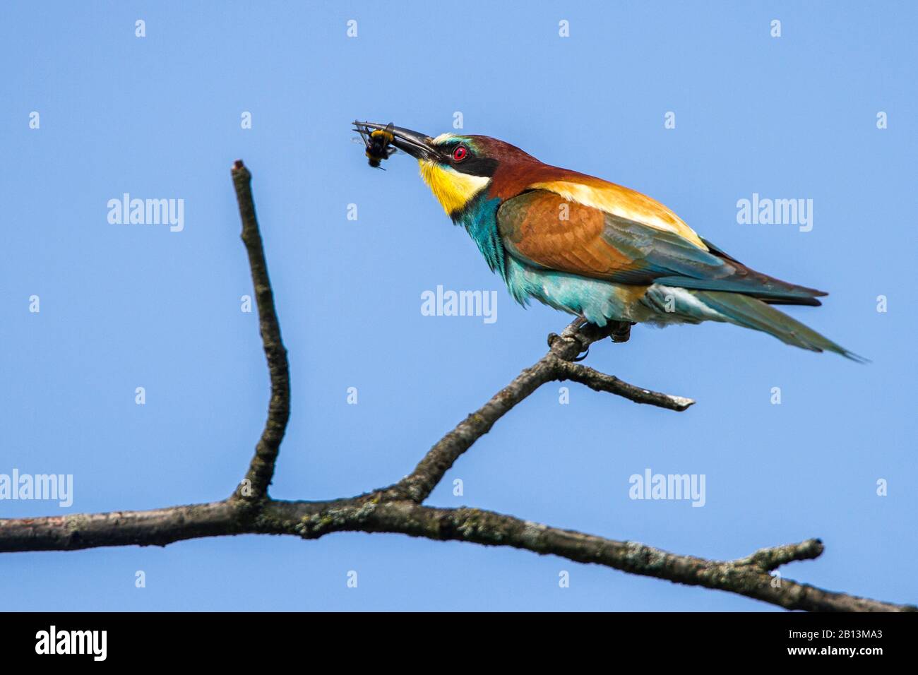 Insect colouring hi-res stock photography and images - Alamy