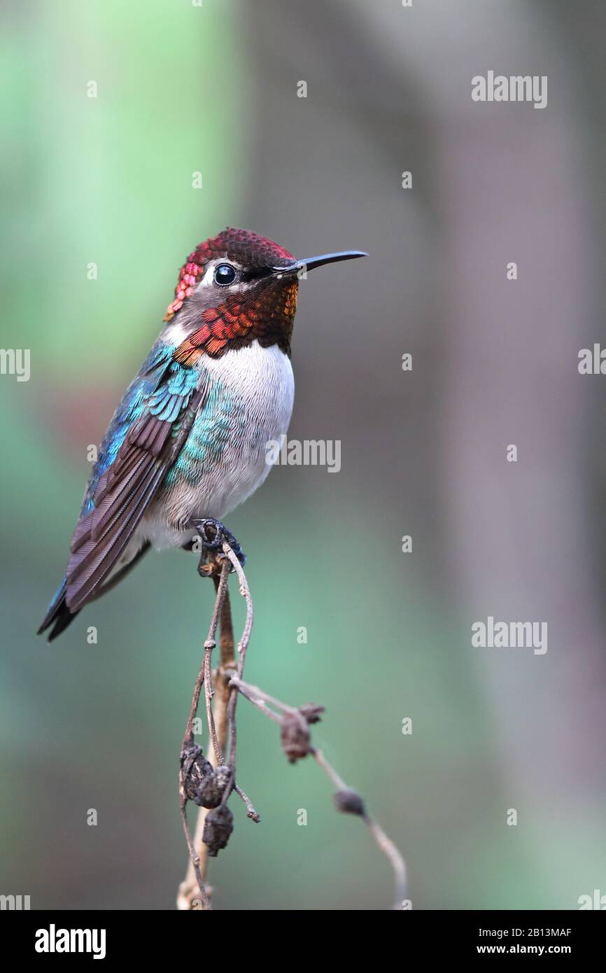Cuban bee hummingbird hi-res stock photography and images - Alamy