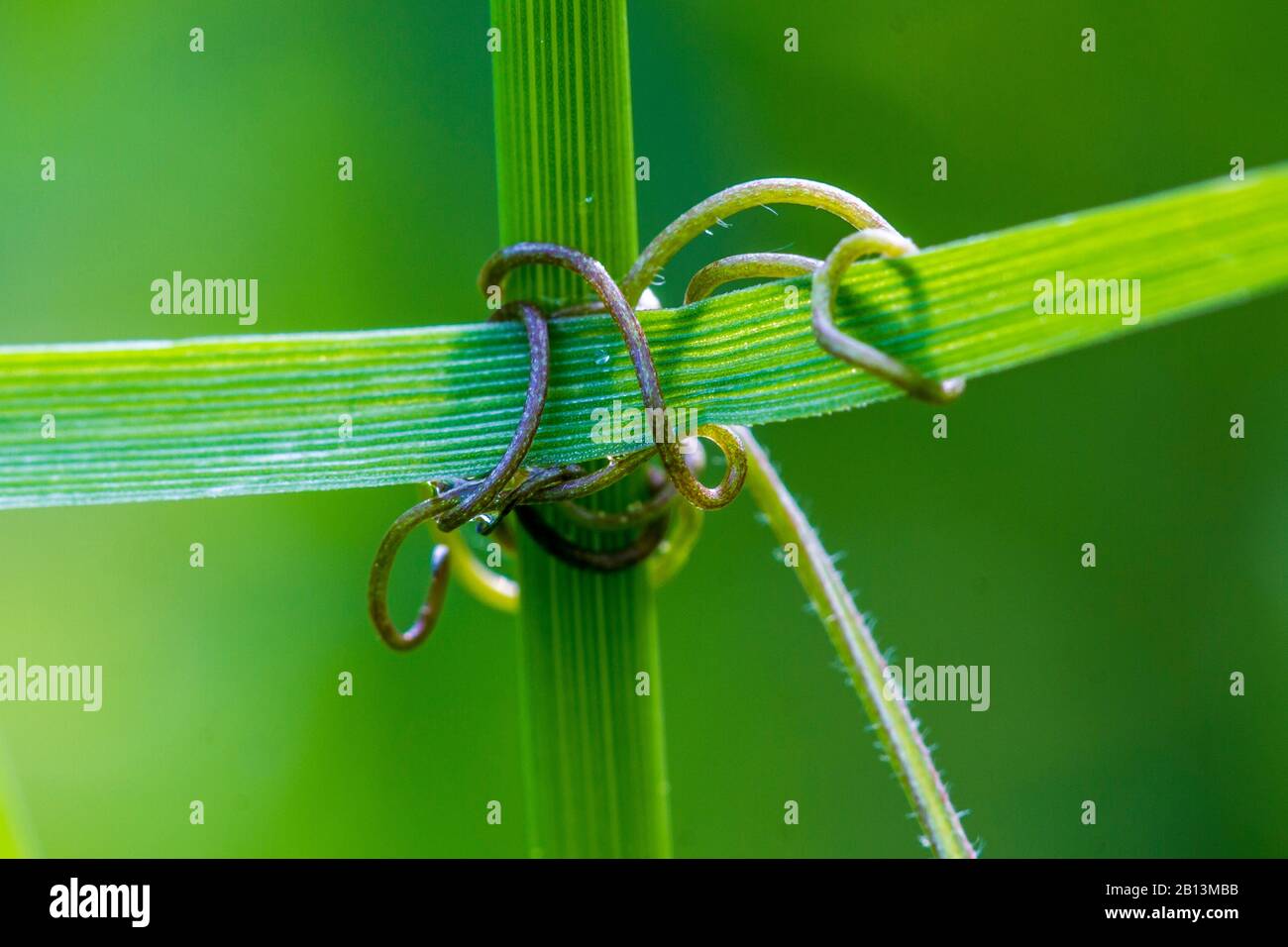 Tendrillar plants hi-res stock photography and images - Alamy