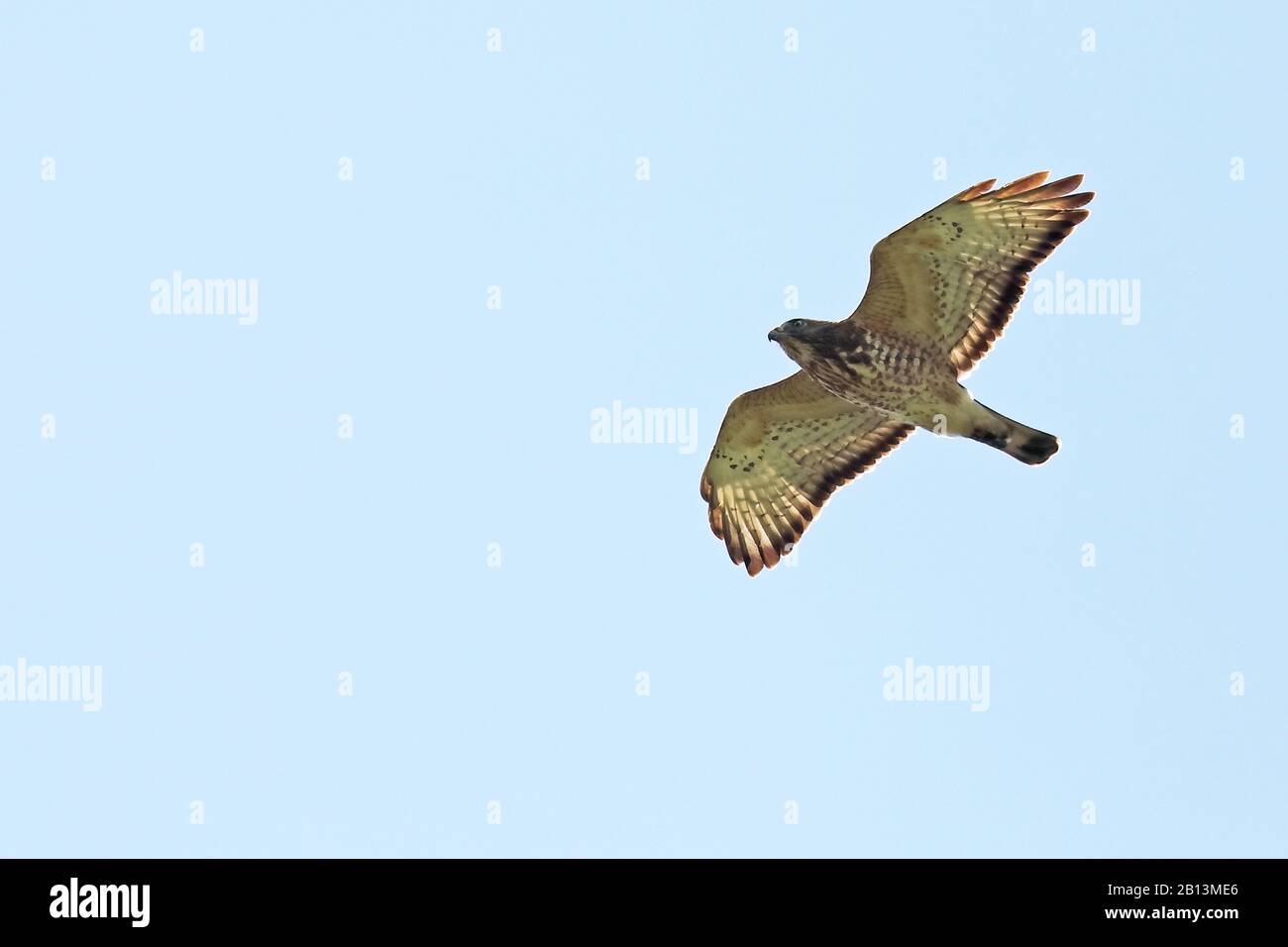 broad-winged hawk (Buteo platypterus), in flight, Cuba, La Guira ...