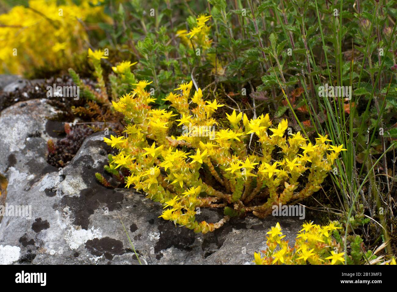 common stonecrop, biting stonecrop, mossy stonecrop, wall-pepper, gold ...