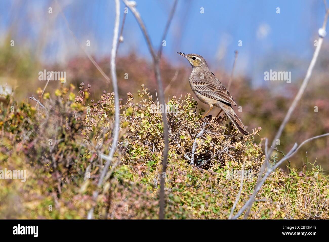 Pipit plant hi-res stock photography and images - Alamy
