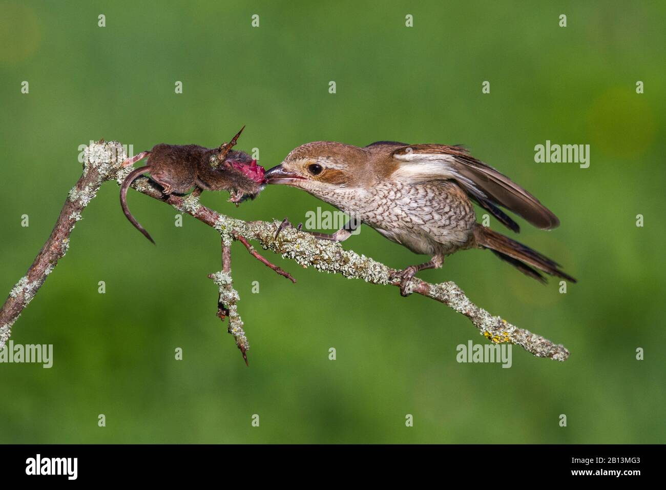 red-backed shrike (Lanius collurio), female with caught shrew, Germany ...