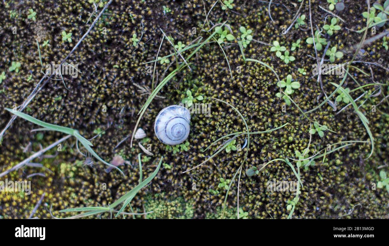 Greenery integration hi-res stock photography and images - Alamy