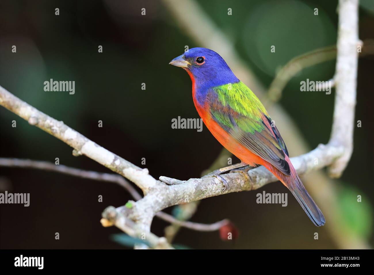 Buntings and finches hi-res stock photography and images - Alamy