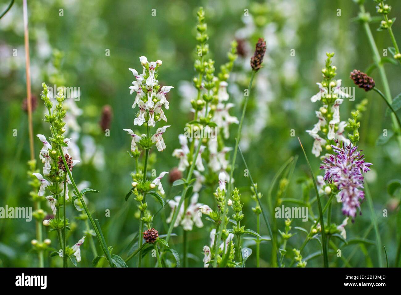 Stachys recta hi-res stock photography and images - Alamy