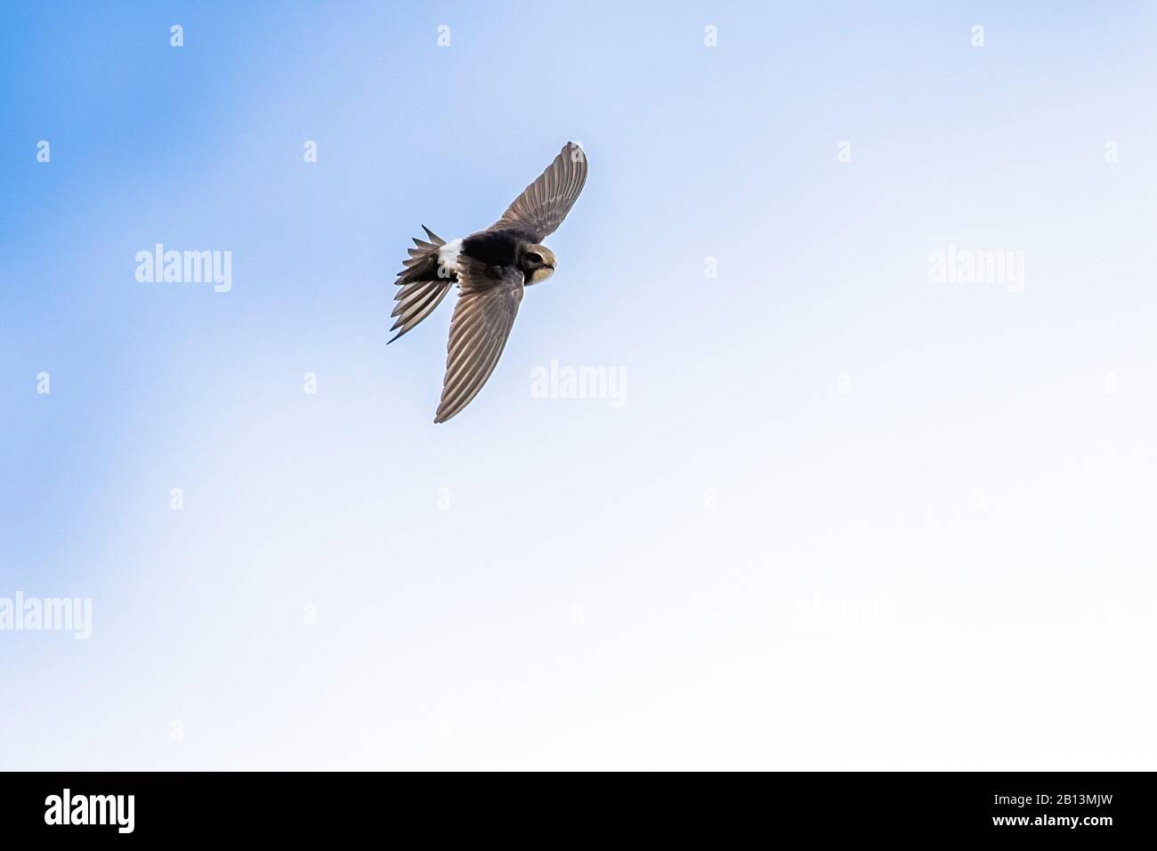 White-rumped swift (Apus caffer), in flight, Portugal Stock Photo - Alamy